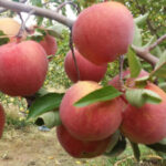 Gromita Trading company - Supplier of Iranian fruits, vegetables and nuts